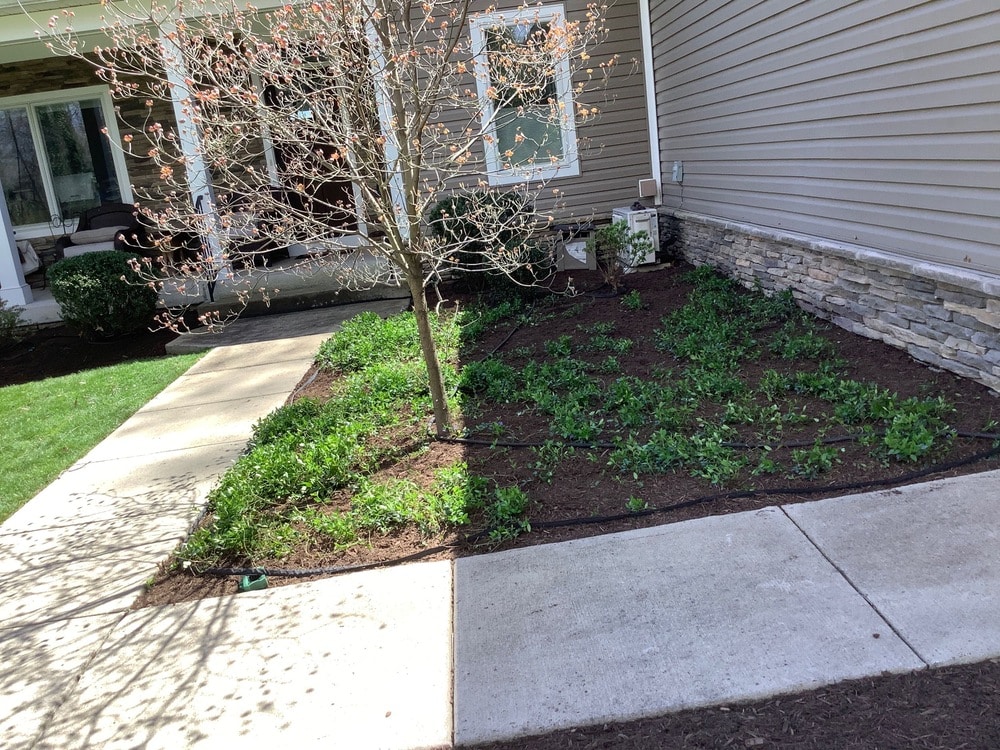 Garden Weeding Excellence at Bay St, Woodbridge - MowCow